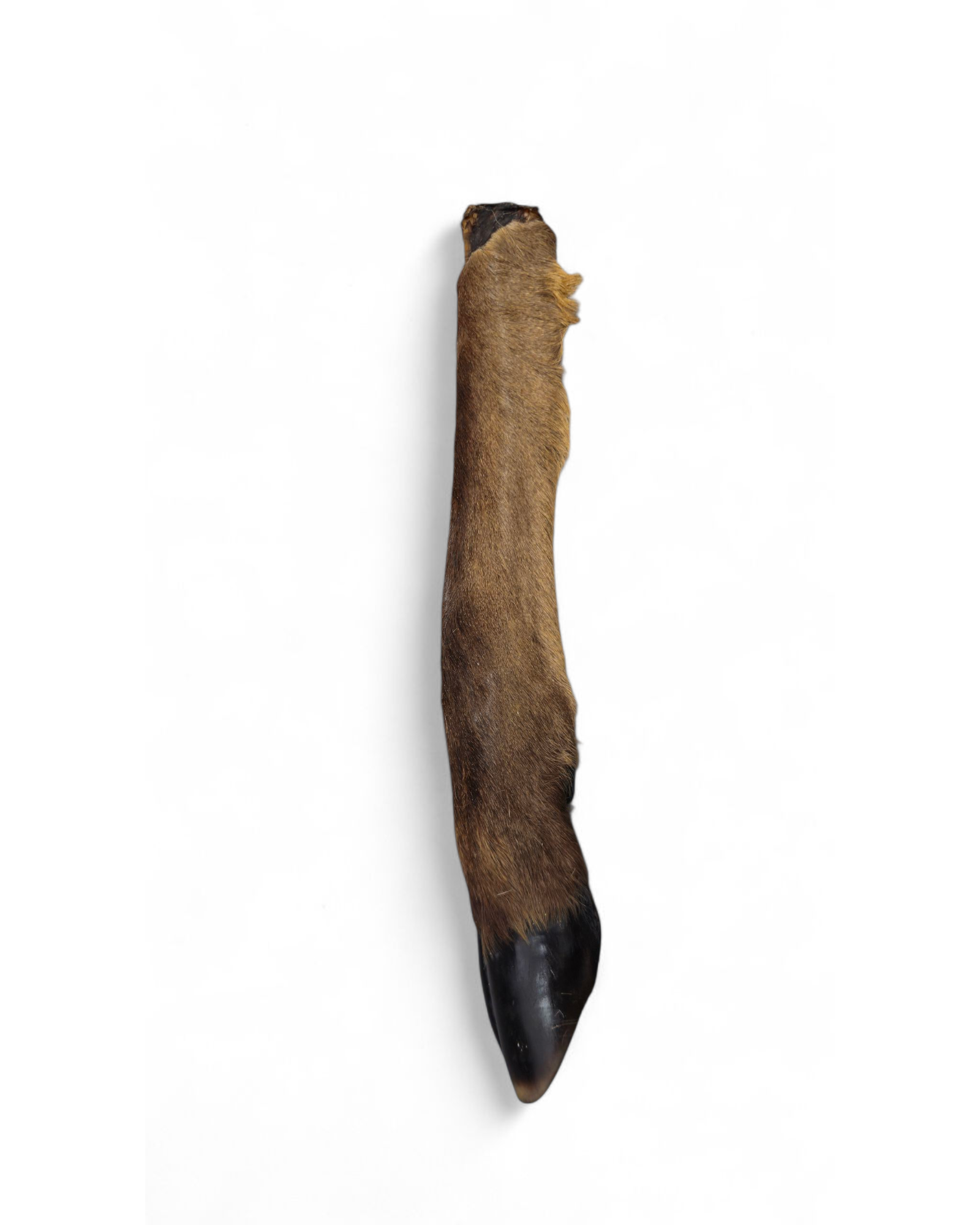 Extra Large Red Deer Leg Elite Chew – K9 Prime Cuts